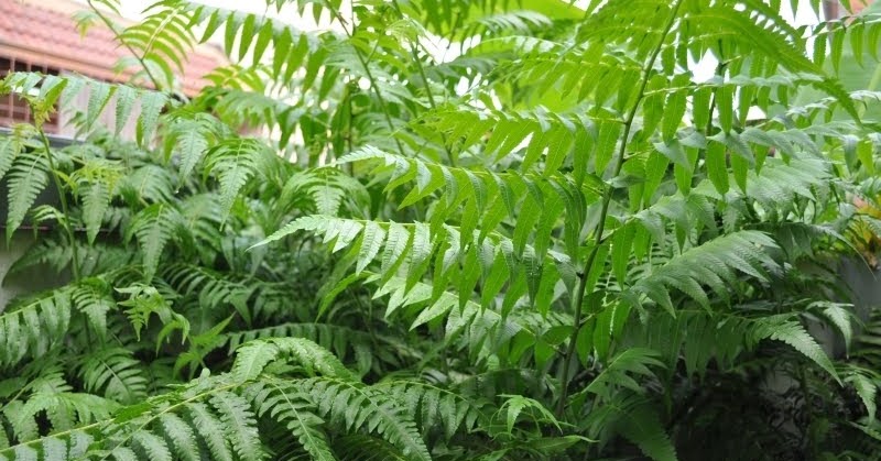 Affnan's Aquaponics: Paku