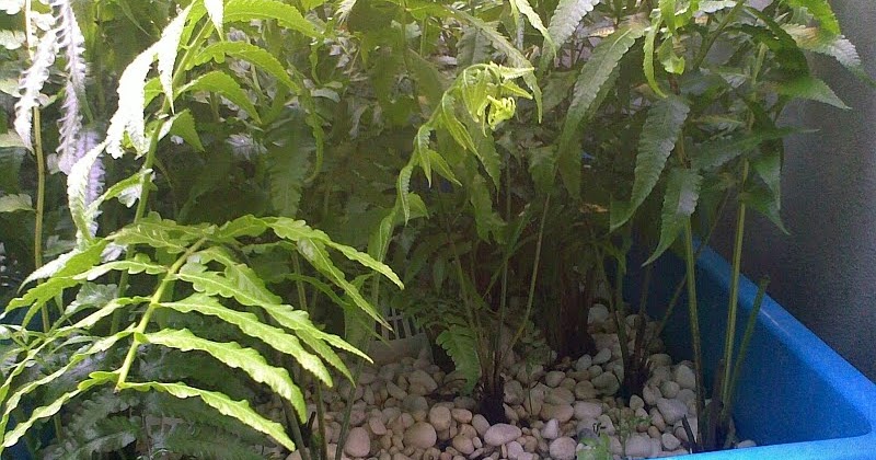 Affnan's Aquaponics: Aquaponics - Fern