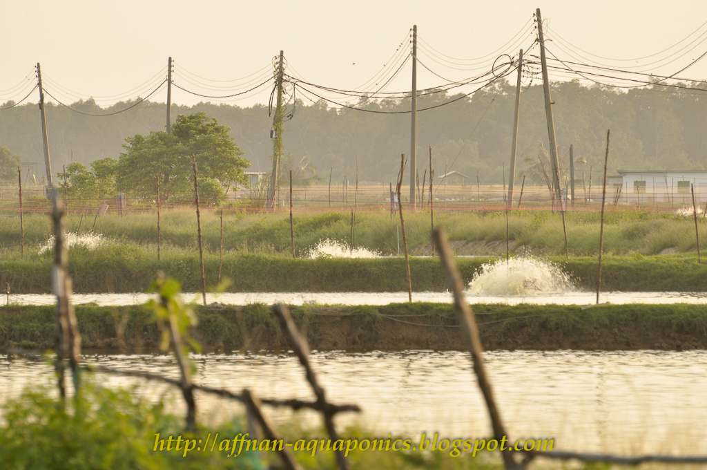 Affnan's Aquaponics: Time Out - Prawn Farm