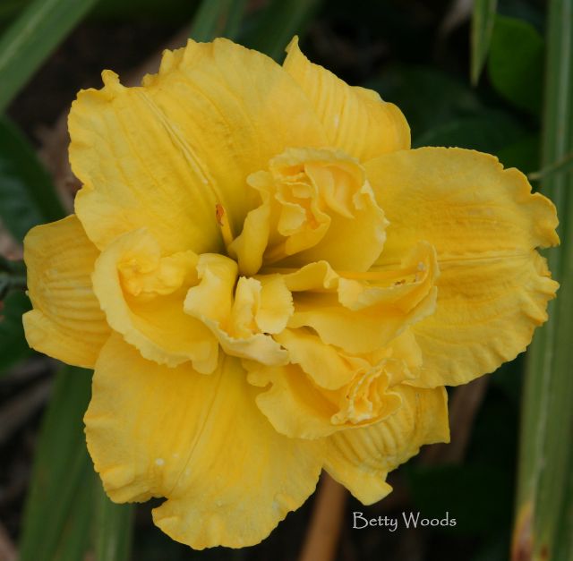 Gotta Garden: Back in the Saddle