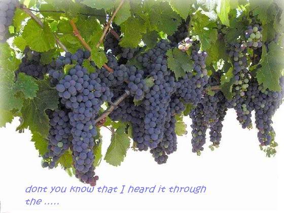 Communicating God to a lost world: I heard it on the grapevine...so I'm ...