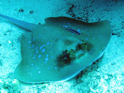 www.fishoftheweek.com: Blue Spotted Eagle Ray