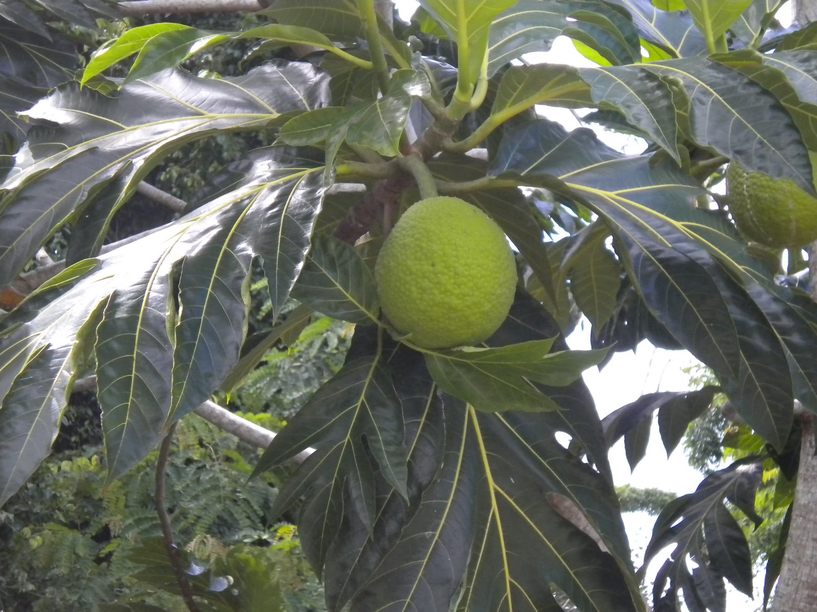 Romantic treasure: El fruto del arbol panapen