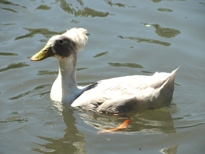 flux biota.: puff duck.