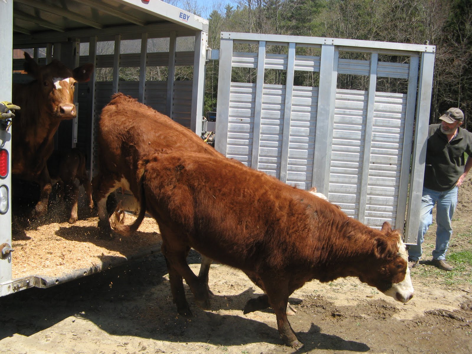 Animal Instinct: Planting the Cow Seeds