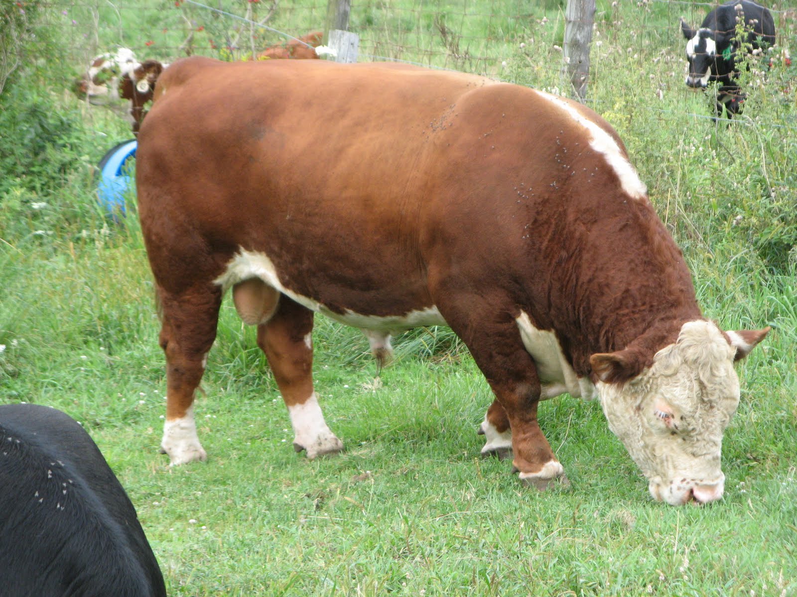 Animal Instinct: Mooving the Herd