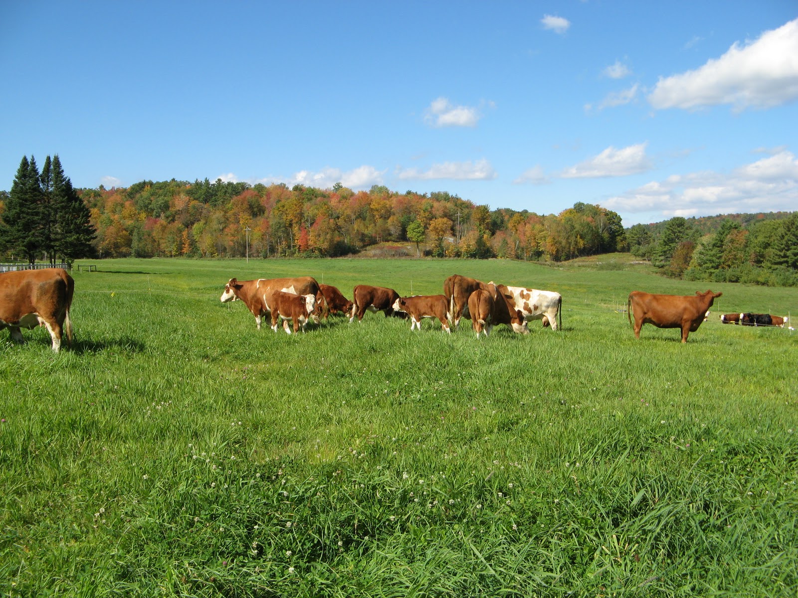 Animal Instinct: 'Til the Cows Come Home...