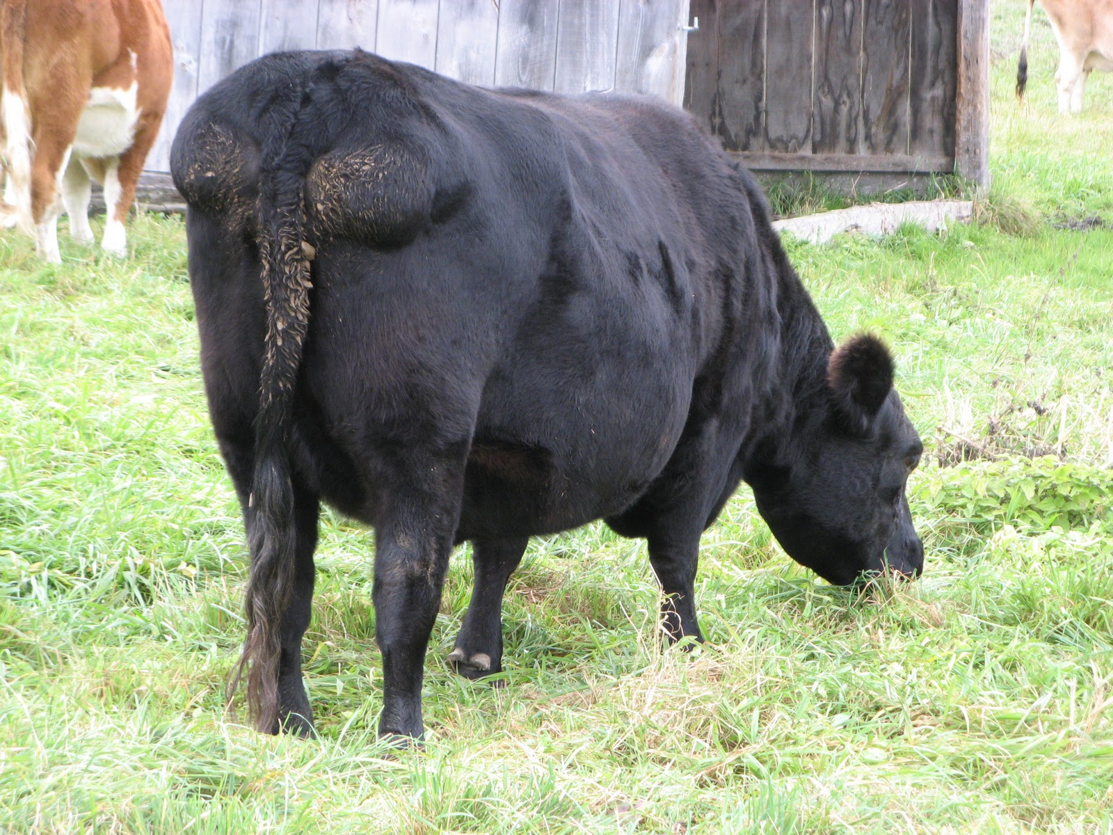 Animal Instinct: The Bad