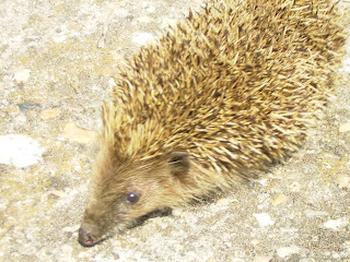 CHACHIYCALACALA: EL ERIZO