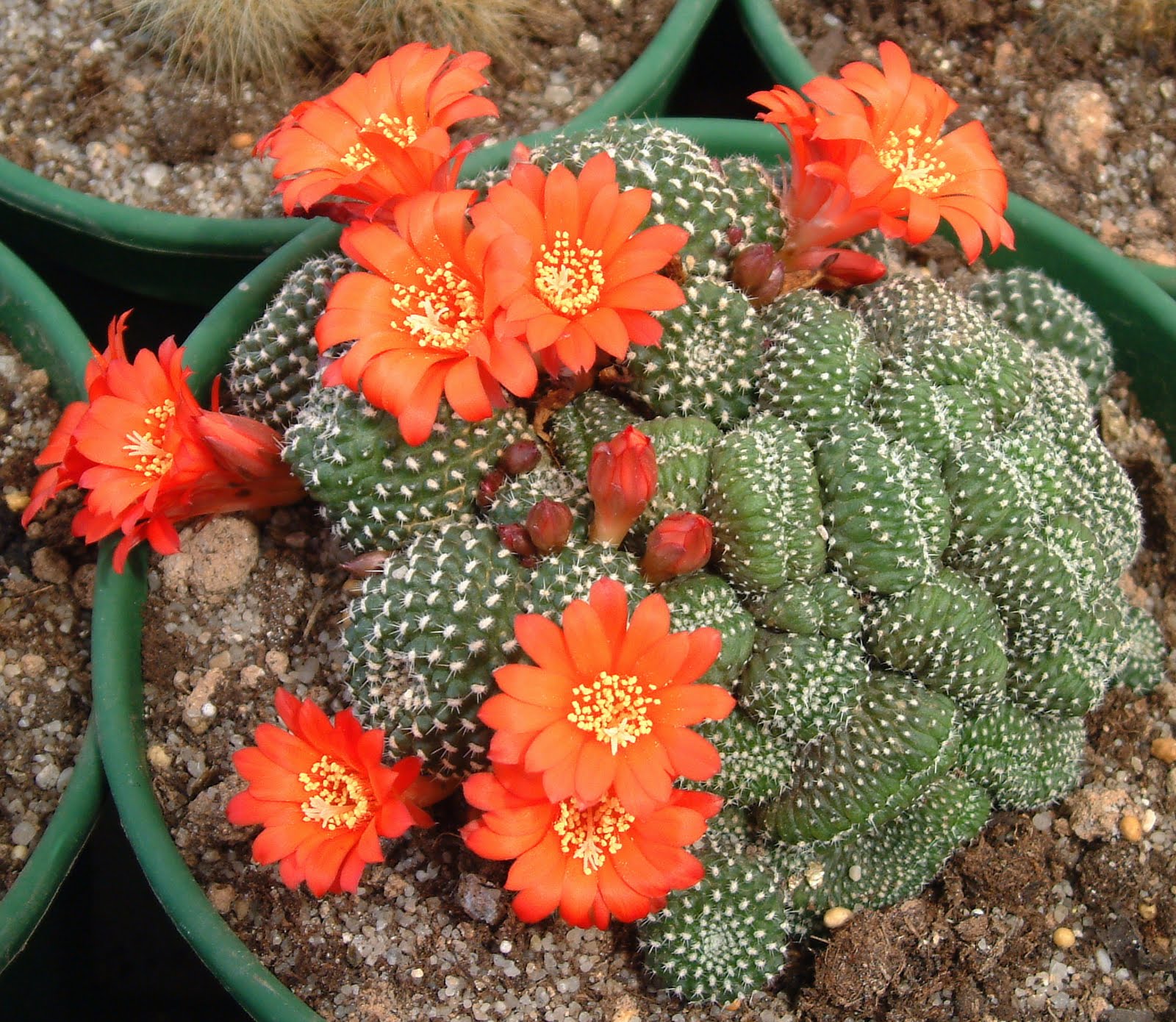 Rebutia, Aylostera y Weingartia: Rebutia minuscula Schumann 1895 ...