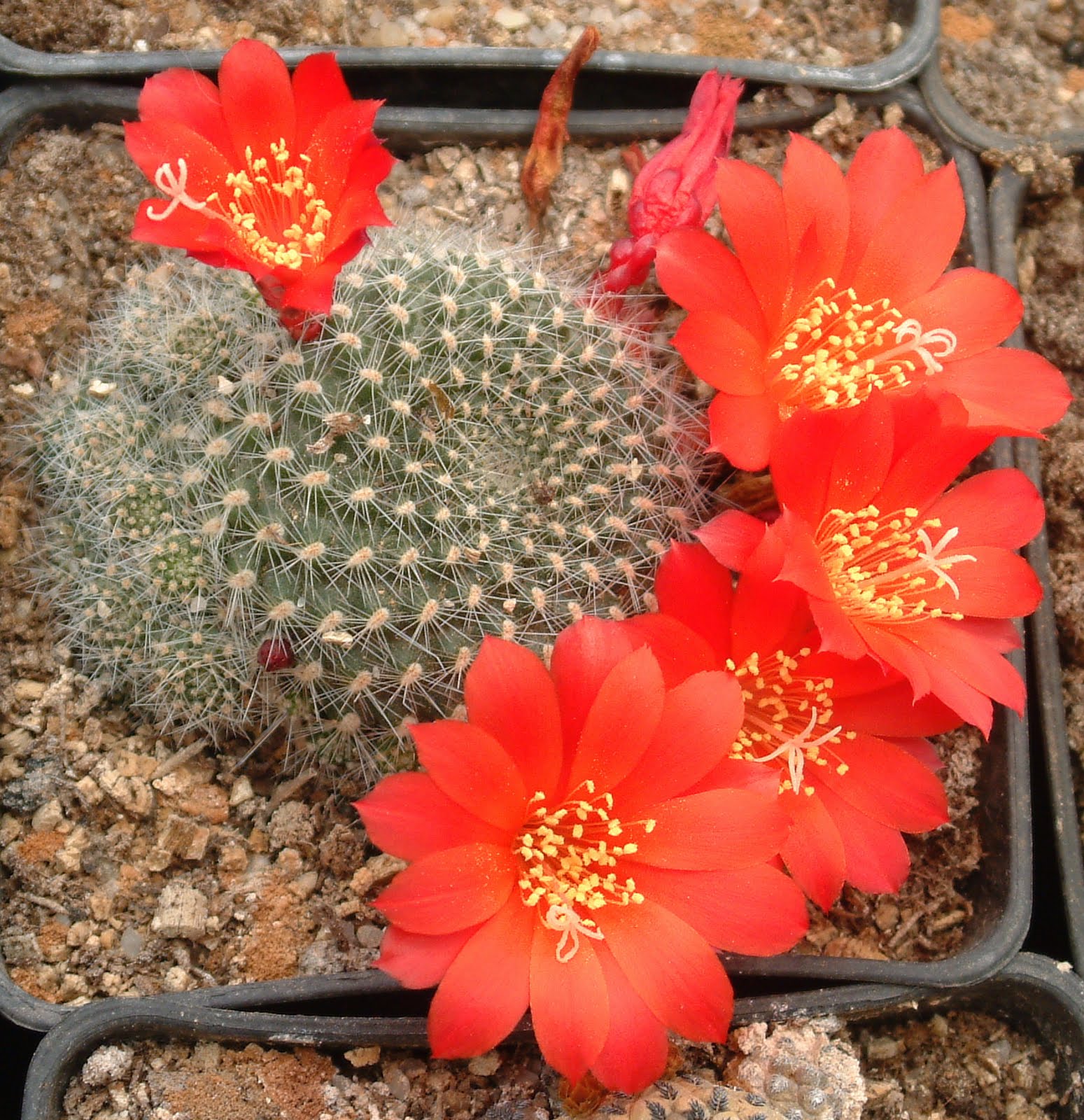Rebutia, Aylostera y Weingartia: Rebutia minuscula Schumann 1895