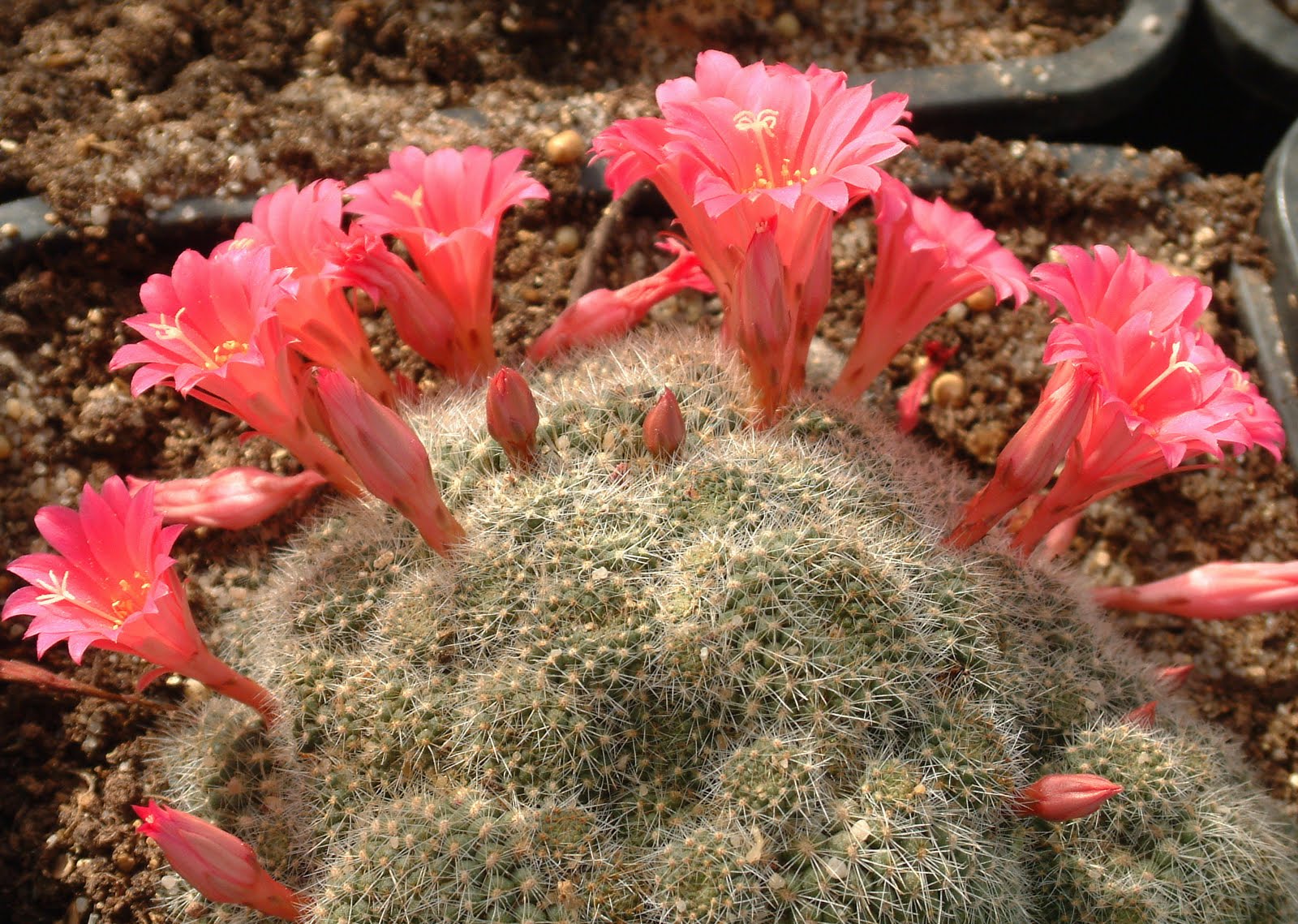 Rebutia, Aylostera y Weingartia: Rebutia minuscula Schumann 1895 ...