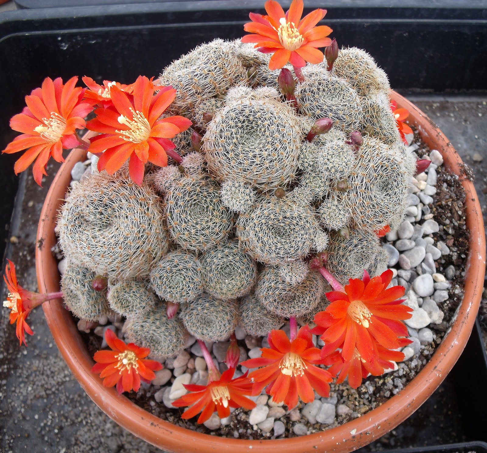 Rebutia, Aylostera y Weingartia: Rebutia híbridos y cultivares