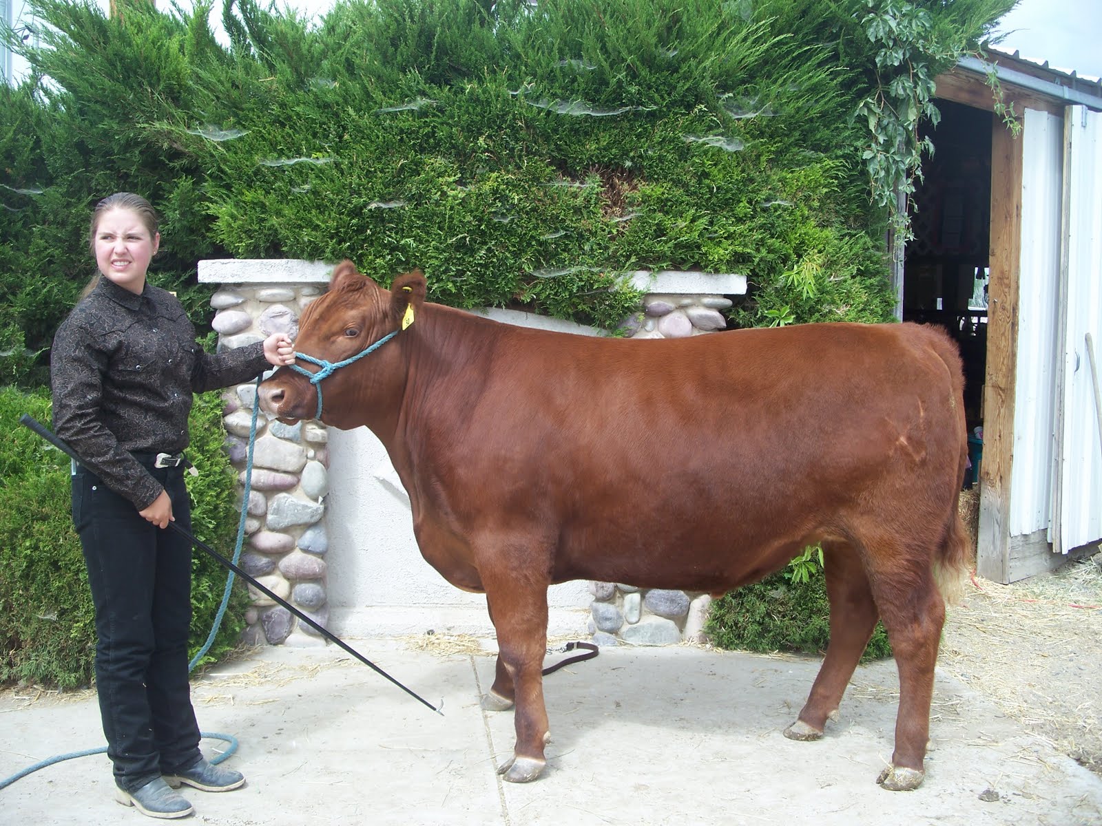 Blissfully Natural Cora: 2010 Gooding County Fair