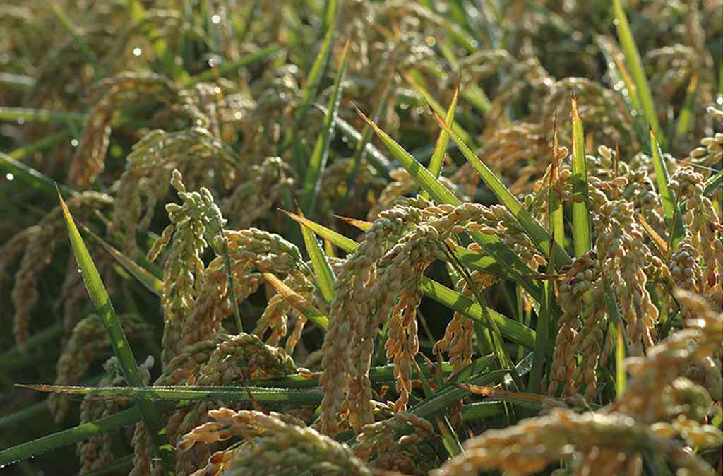 Memòries de poblet: Procés tradicional de cultiu del arròs. 2ª part ...