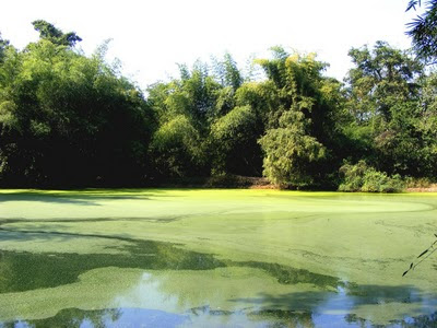 Wilderness Tales from Odisha: Satkosia at Tikarpada-Day 2