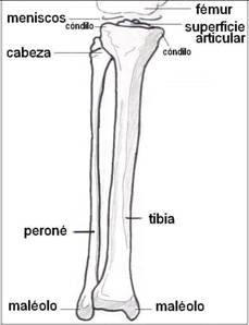 La vida del deportista: Esqueleto de la pierna