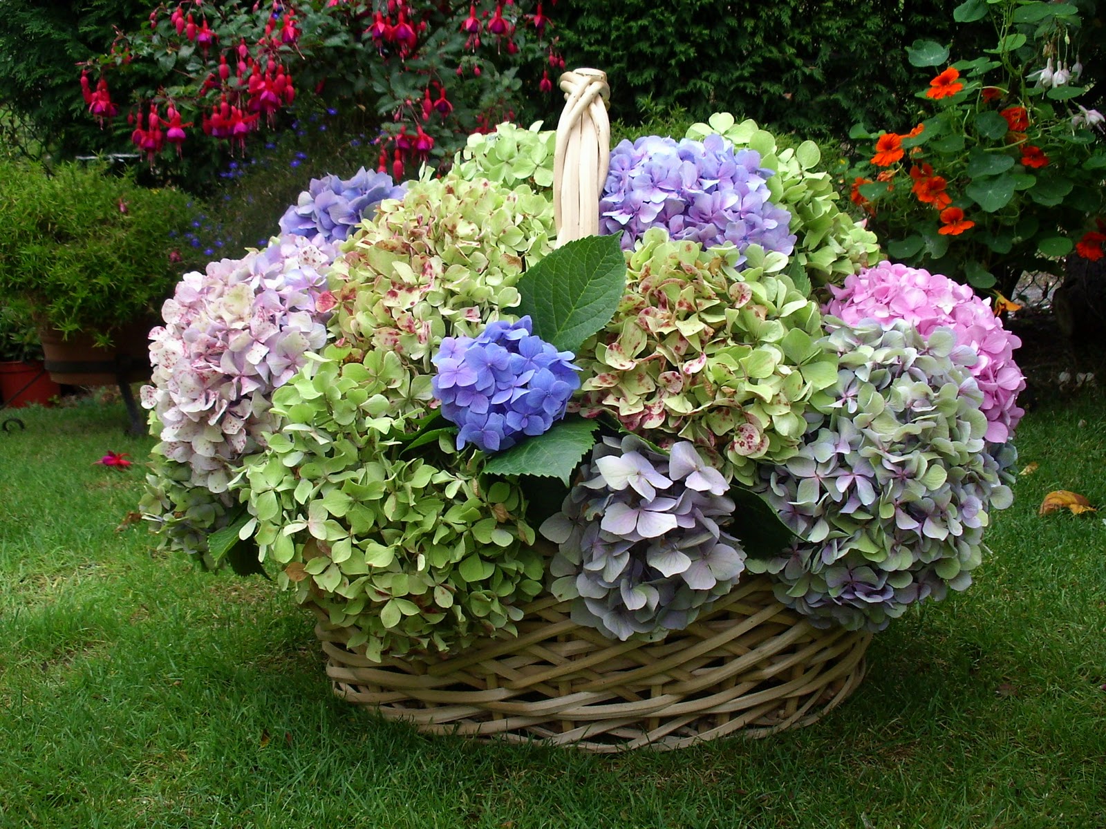 Hortensias y Gardenias: Cuidado de las plantas