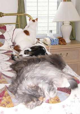 Crazy Cat Lady Carm: Cat Nap Conga Line...