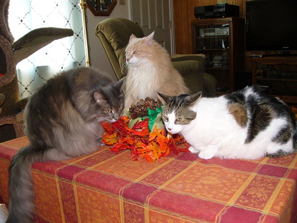 Crazy Cat Lady Carm: CATURDAY- The Kittyboyz Welcome Fall...