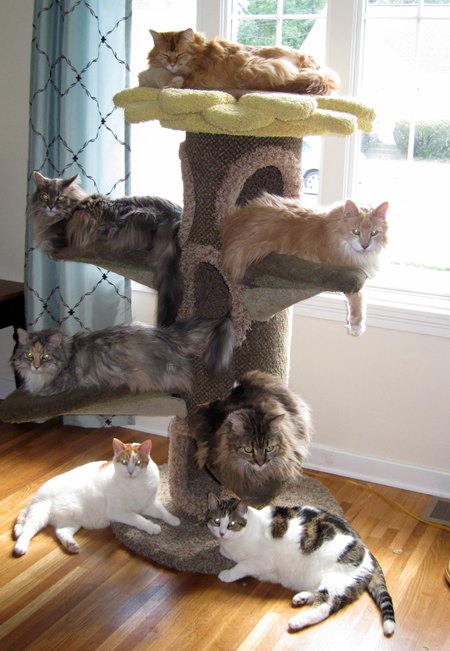 Crazy Cat Lady Carm: Thankful for our Sunflower Cat Tree...