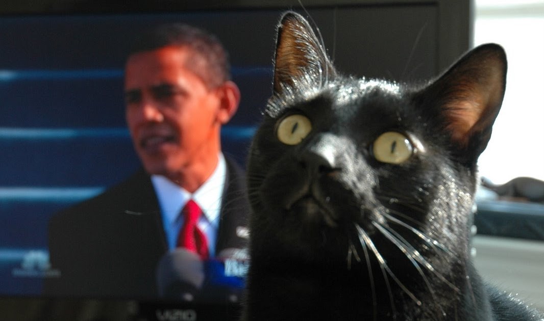 J-TWO-O: Watching the Inauguration of Barack Obama... with a Cat