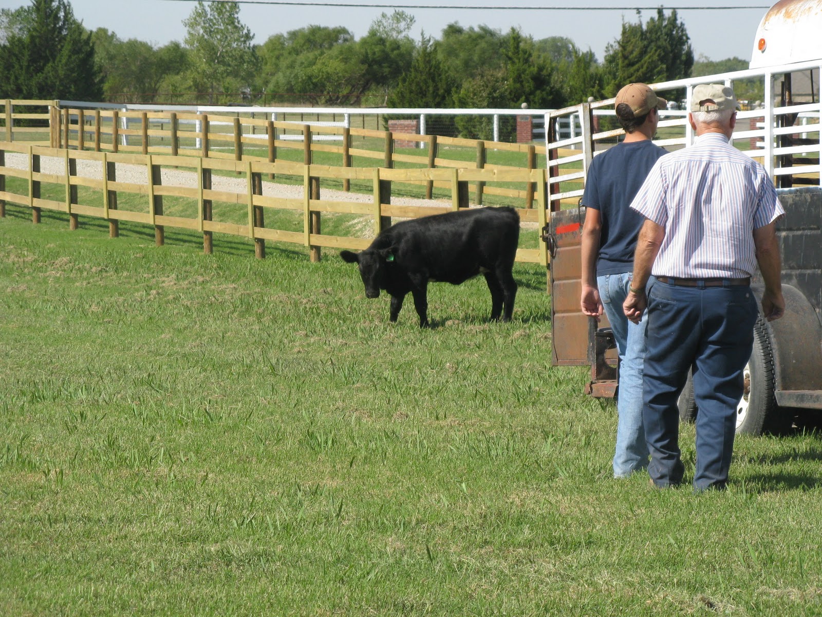 When the cows come home...