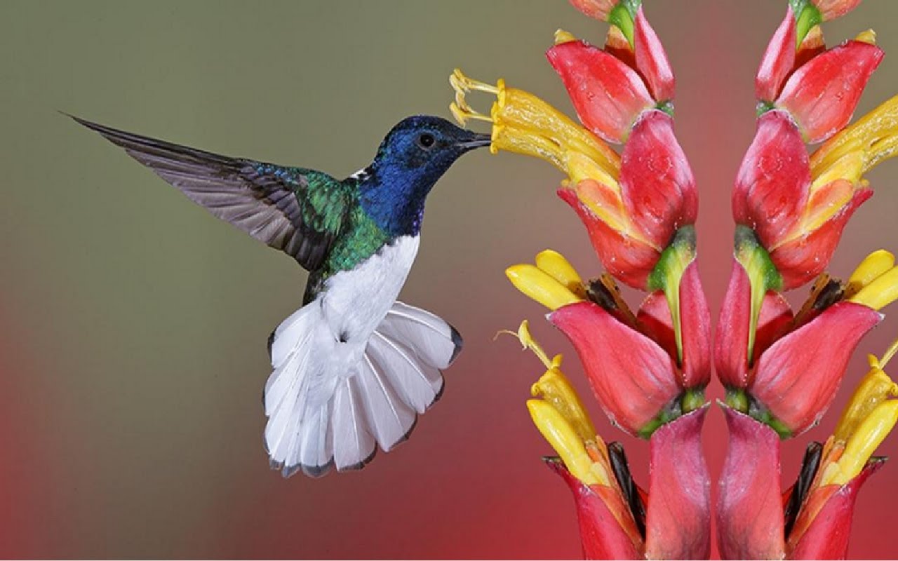 Cuma Comot: Colibri Bird