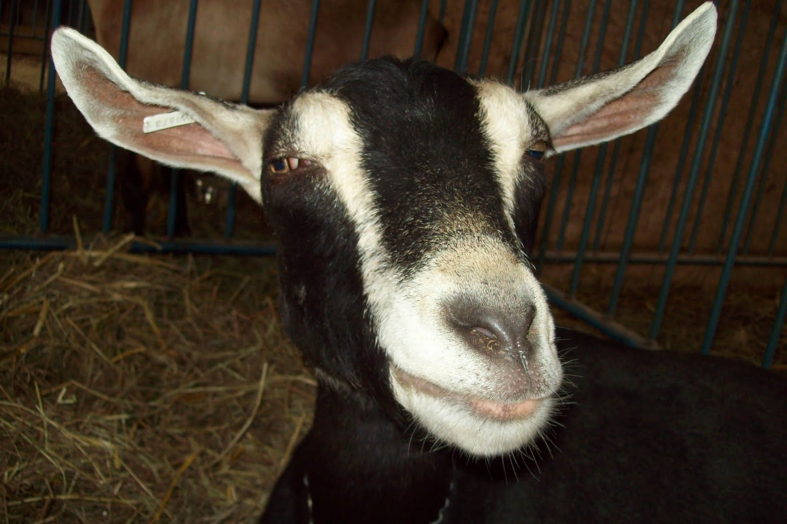 All things goat: Iowa County Supports Goats!