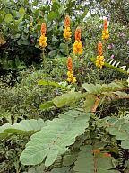 Athlete's Foot (Alipunga) Herbal Remedies ~ Overcoming Diseases