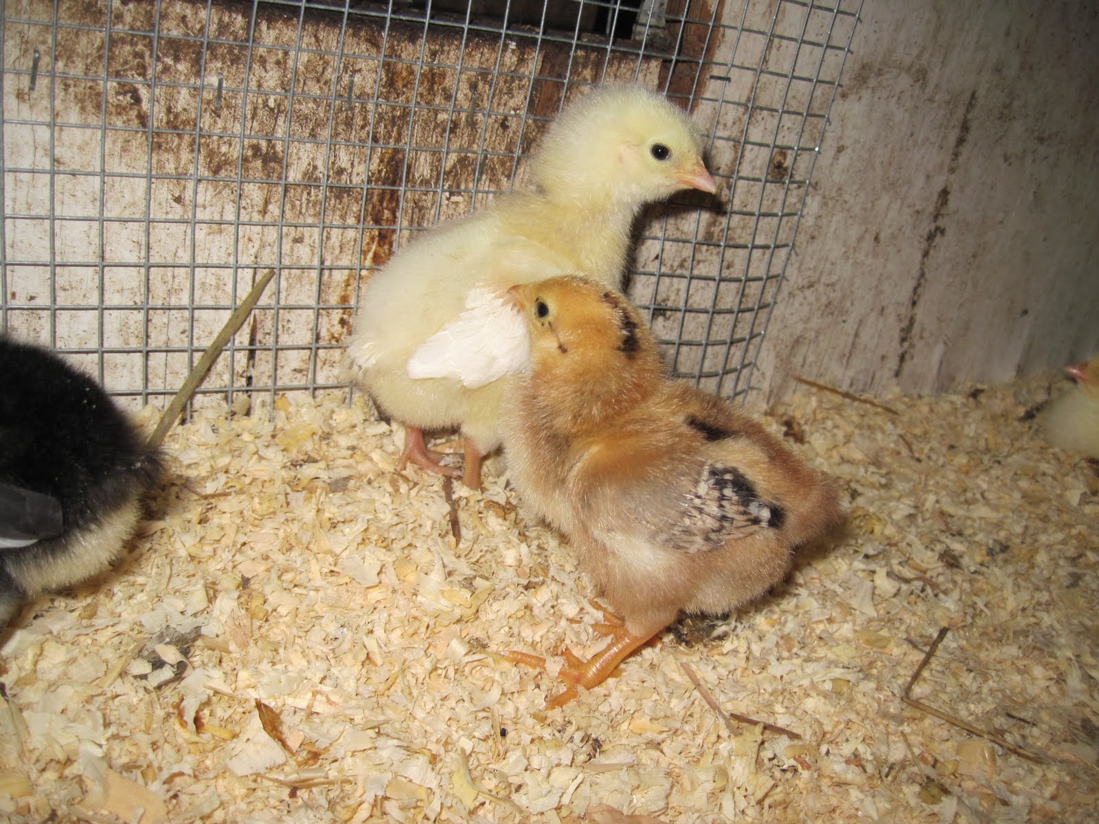 Phantom Chicken Farm: New Things