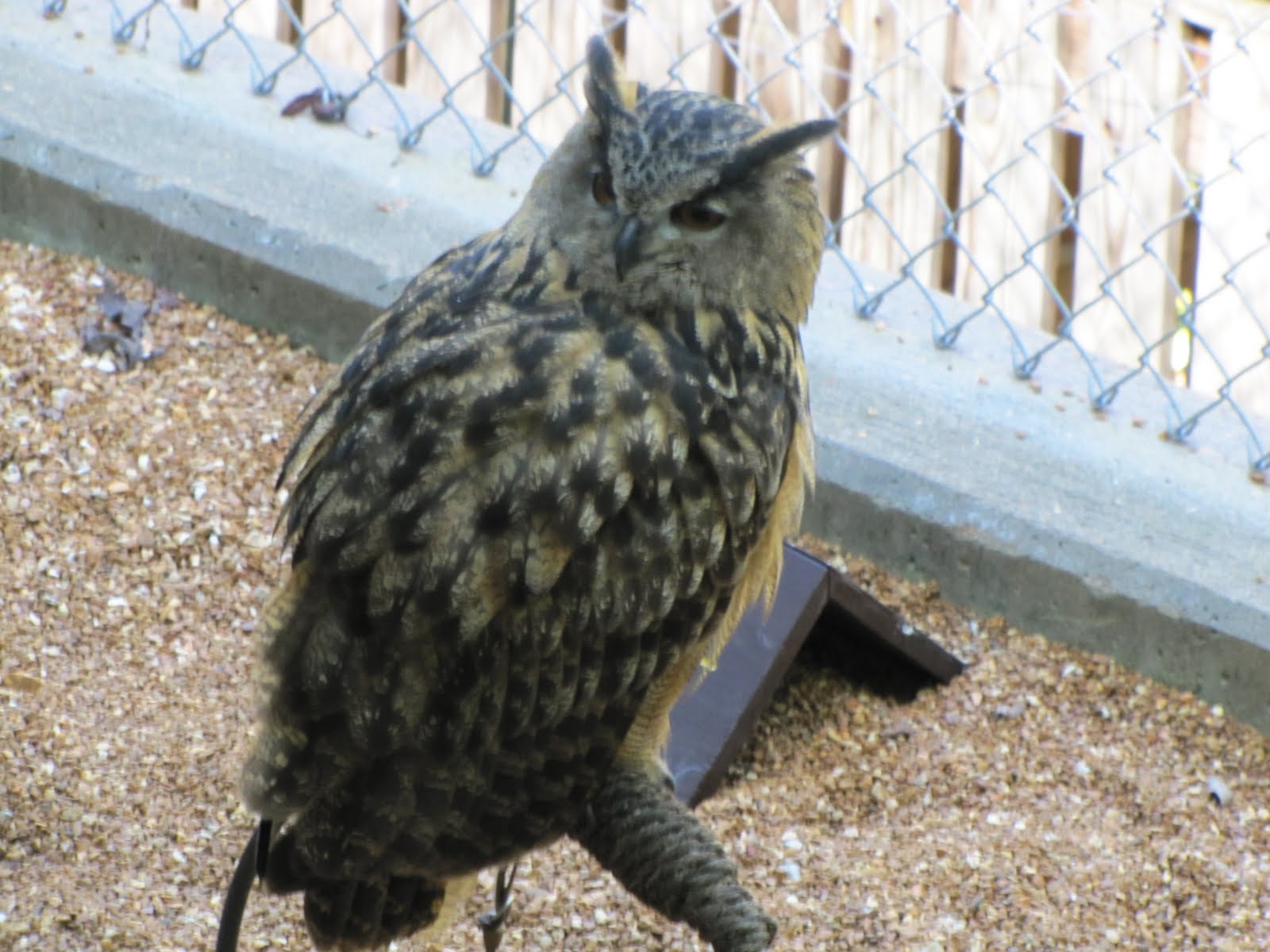 Out and About the Midwest: World Bird Sanctuary In Valley Park ...