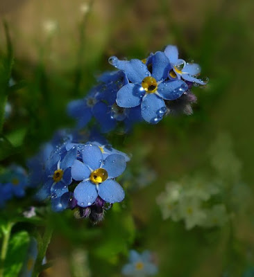 Amazing blue flowers - Rare Photo's Collections