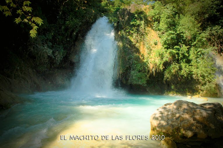 PRO-VISTA: Fotografía del Machito de las Flores