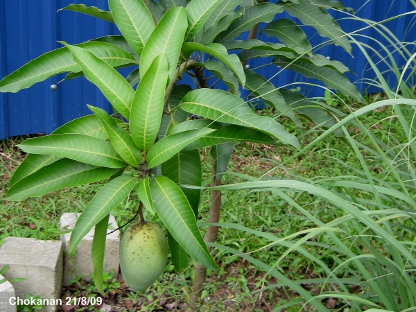 My Small Garden: Pokok Mangga Chokanan