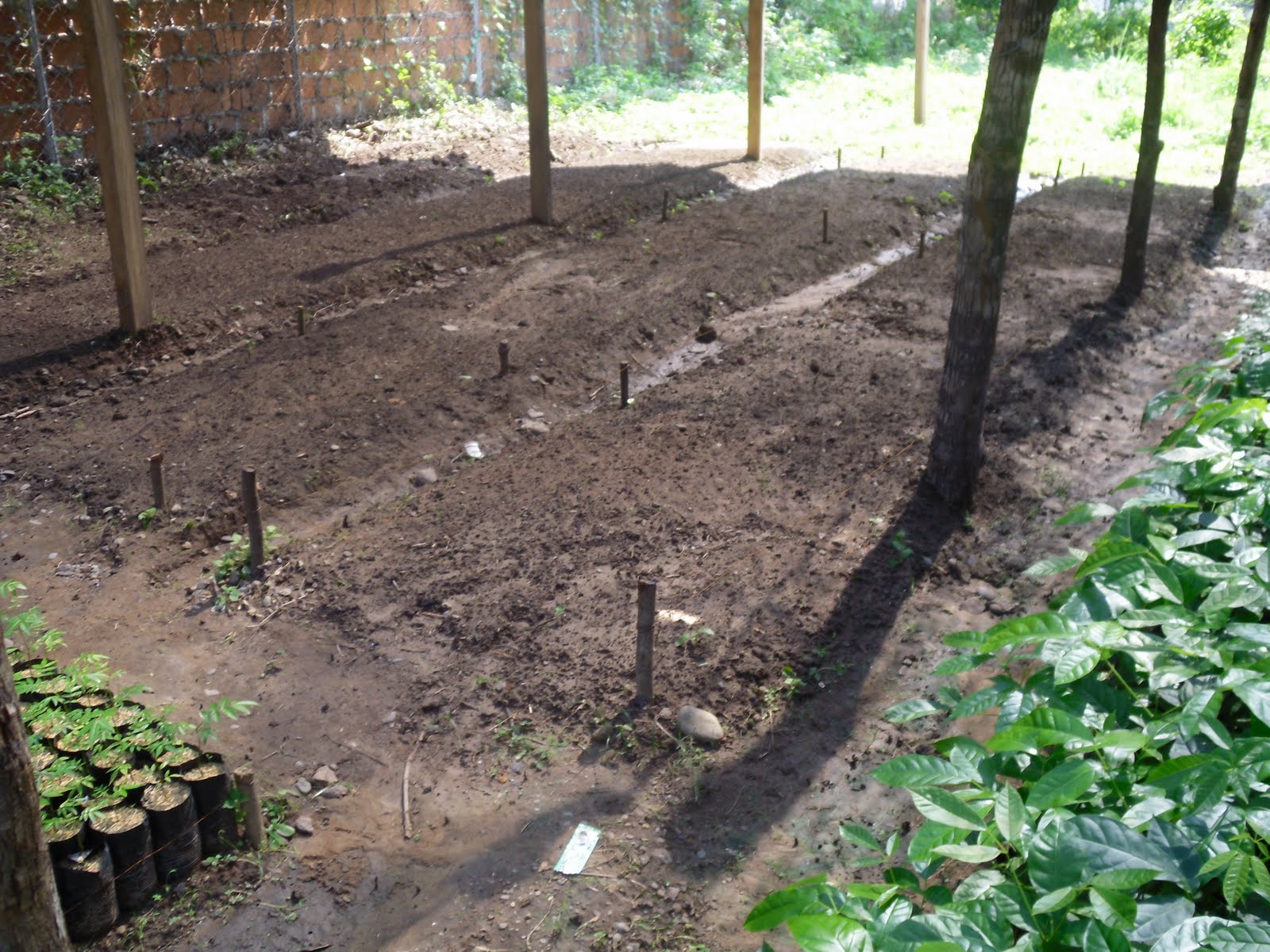 JOVENES RURALES: VIVERO FORESTAL