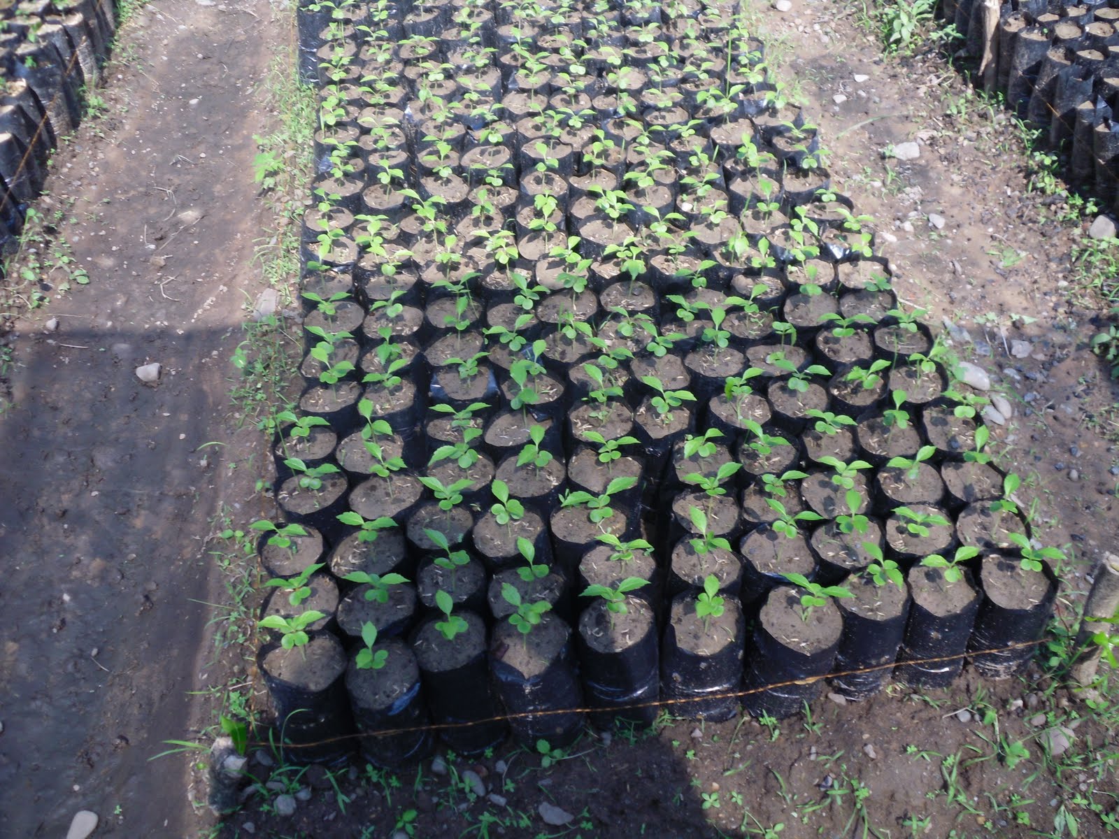 JOVENES RURALES: VIVERO FORESTAL