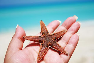 The Secret Garden: Sample of sea stars