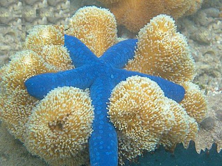 The Secret Garden: Sample of sea stars