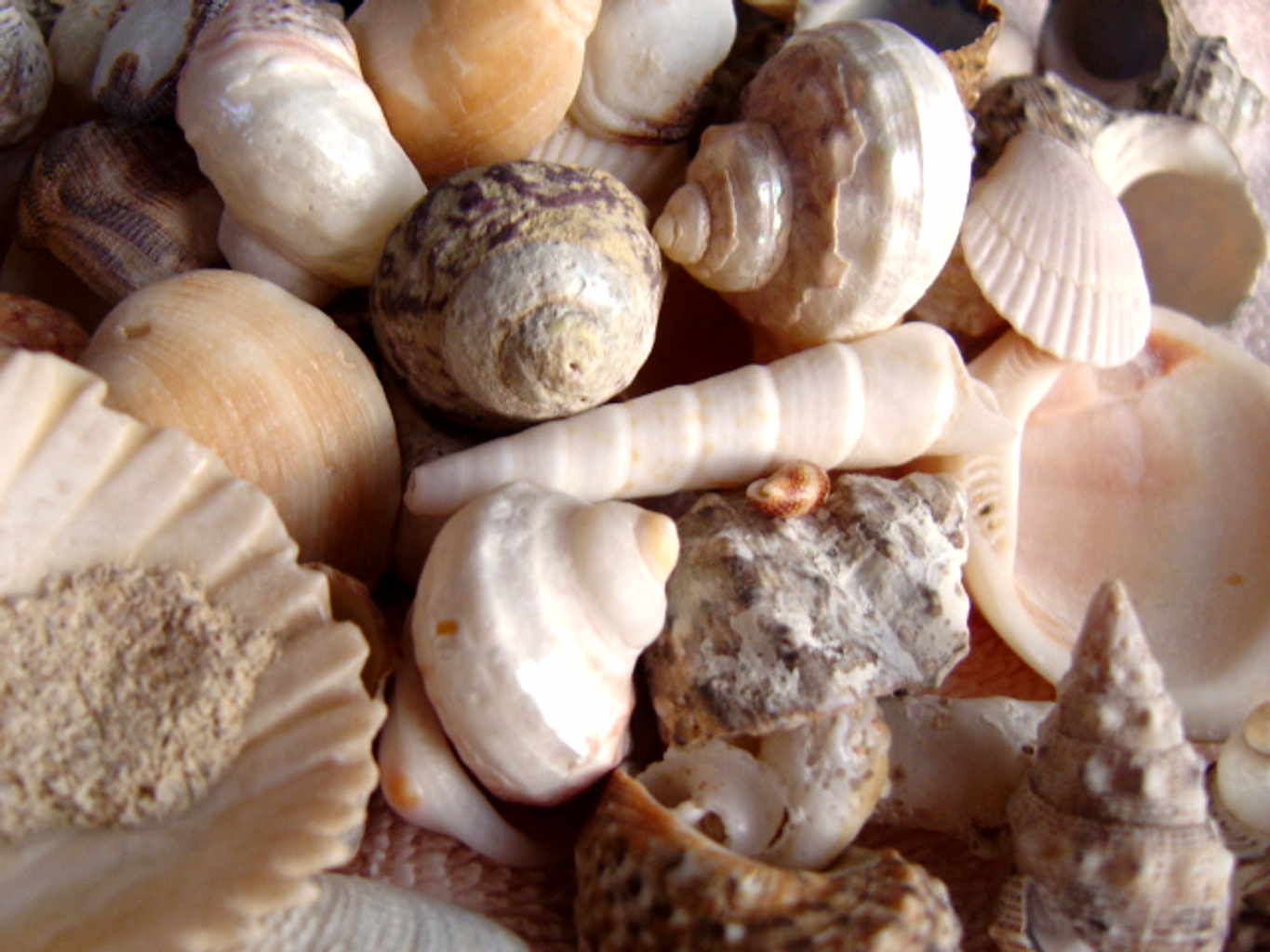 The Secret Garden: sea shells-1