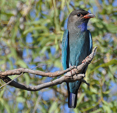 Back of Beyond The NT: The Next Generation Of Dollar Bird