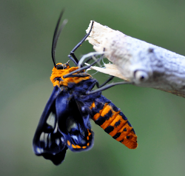 Back of Beyond The NT: Four O Clock Moth Dysphania Numana Gets Its Wings