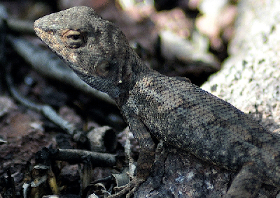 Back of Beyond The NT: Gimbat District/ SouthWest Kakadu Part I