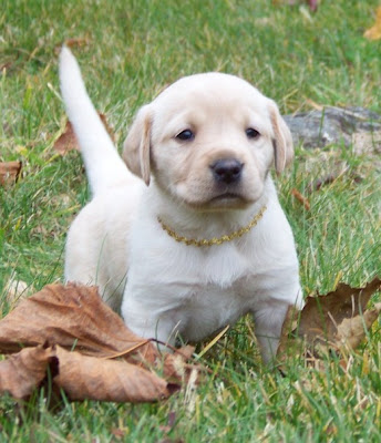 Wilson's Labrador Puppies: 4 weeks old!