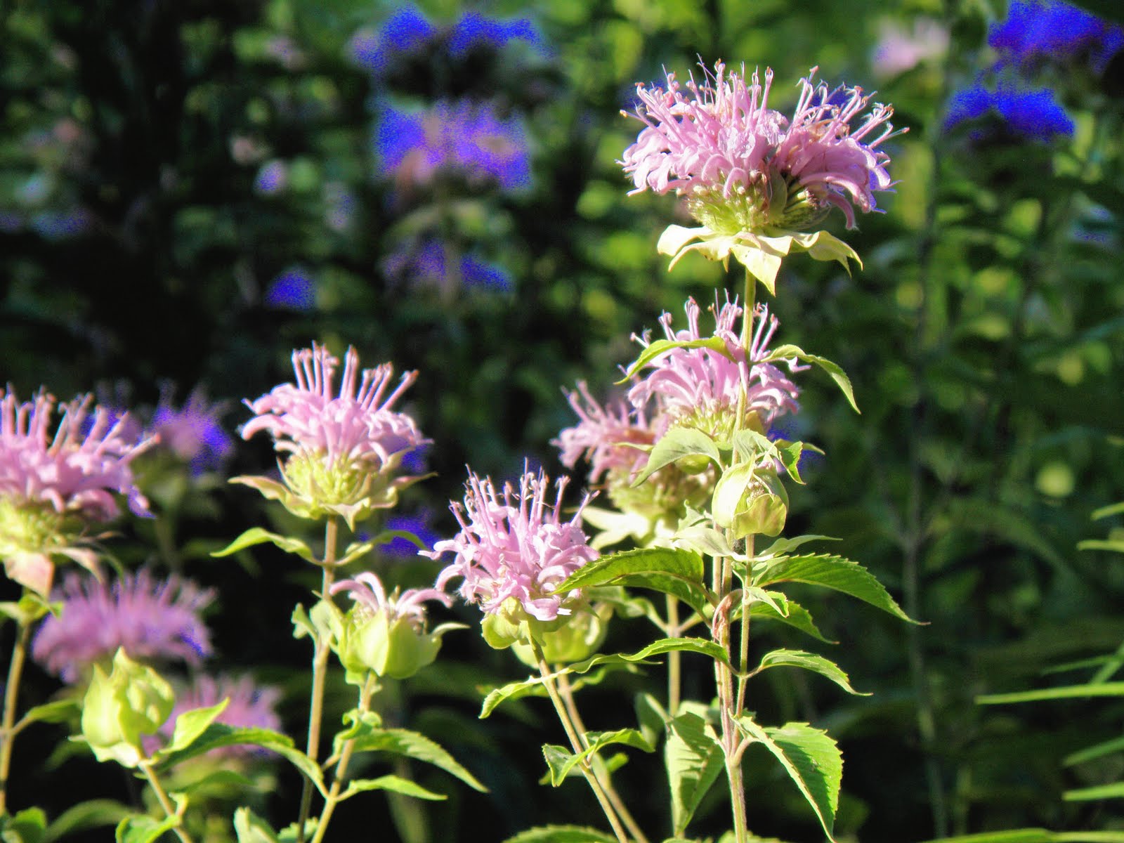 Hoosier Safari: Wild Bergamot