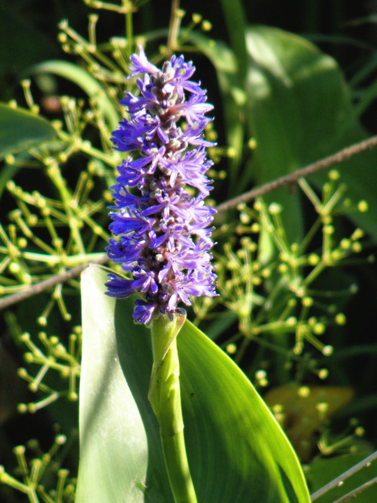 Hoosier Safari: Pickerelweed