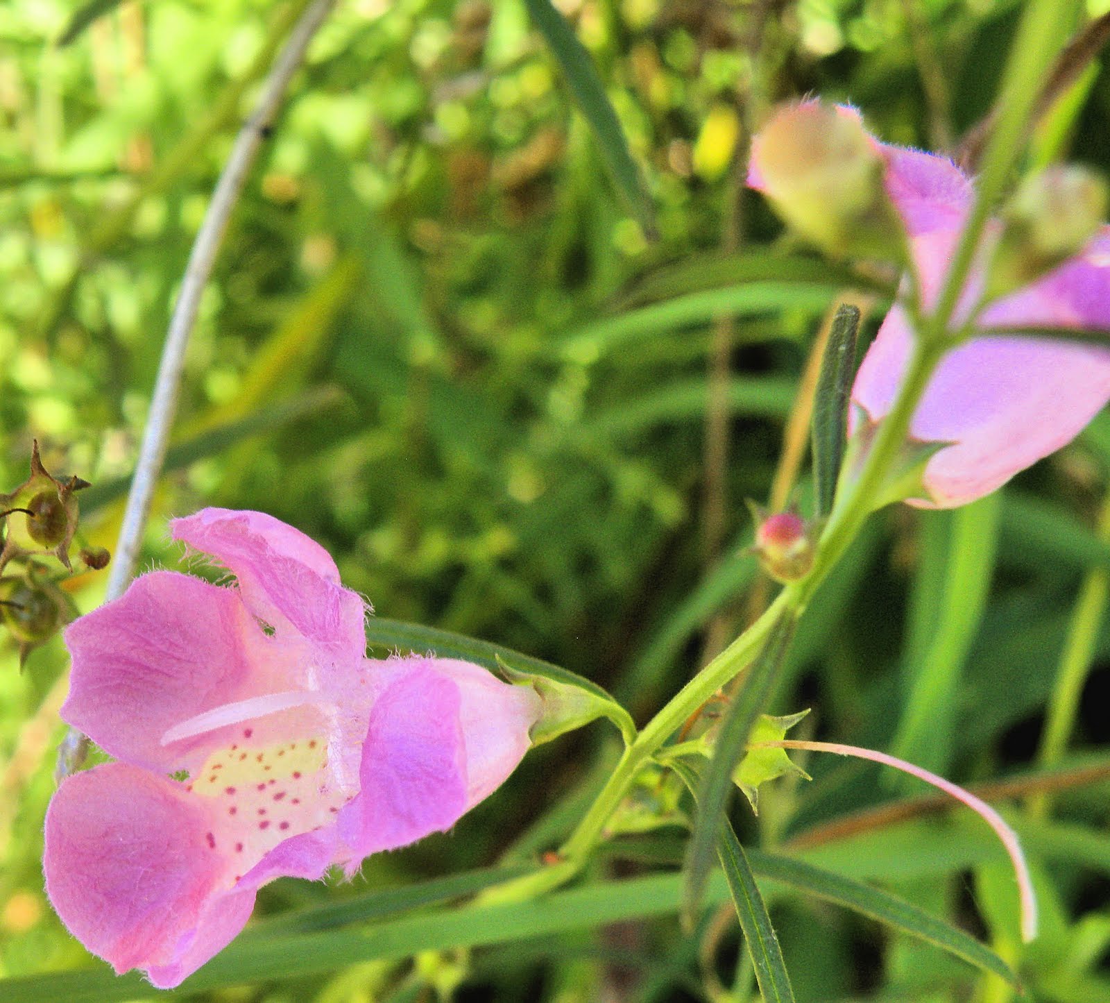 Hoosier Safari: Purple Gerardia