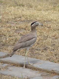 Aves del SM: Huerequeque - Burhinus superciliaris