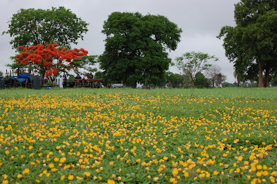 Cerrado Fine Art: natureza colorida de Miranda