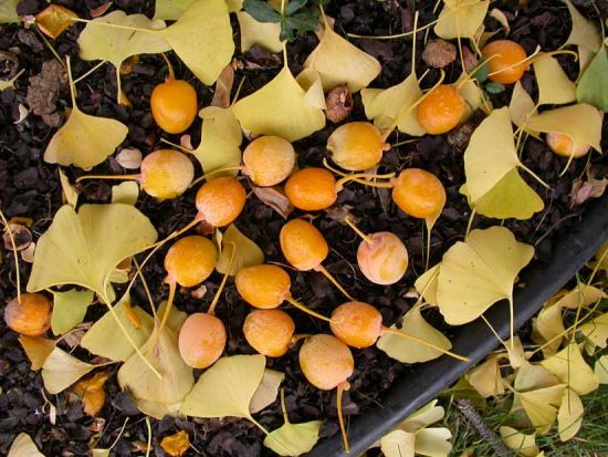 Queens Crap: Stink tree causing a problem in Bayside